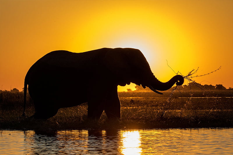 The Story of Pangolin Photo Safaris - Where and how it all began.
