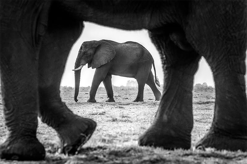 About us | Everything about Pangolin Photo Safaris