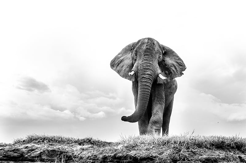 About us | Everything about Pangolin Photo Safaris