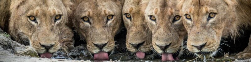 Chobe National Park Wildlife Photographic Safari Packages