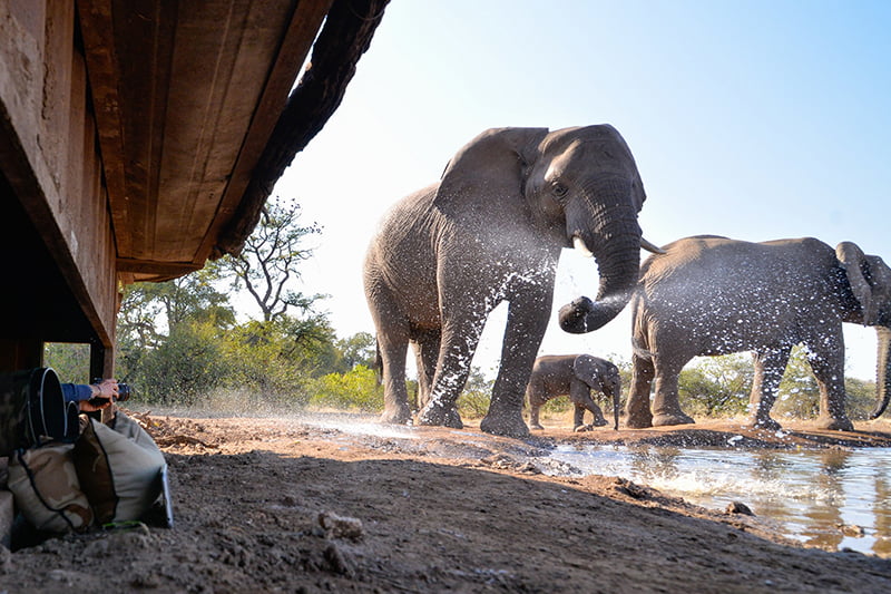 Mashatu Game Reserve | Pangolin Photo Safaris destination