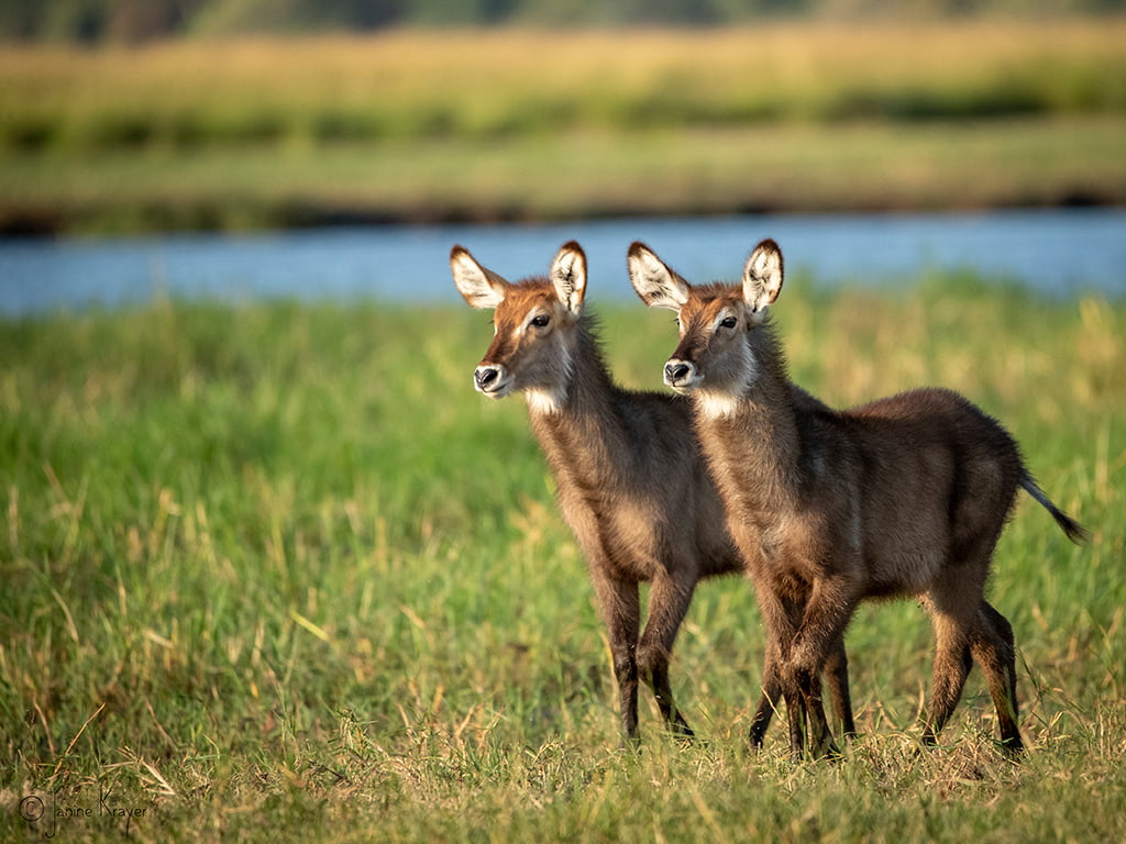 Janine Krayer | Your Photographic Host | Pangolin Photo Safaris