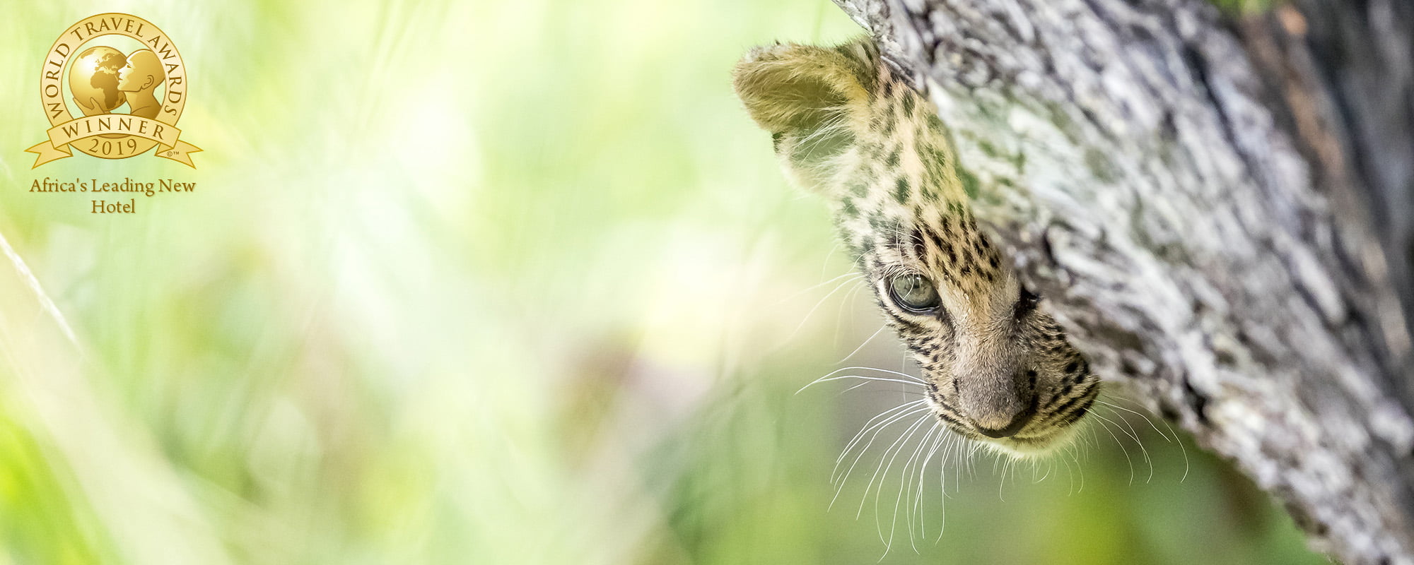 Pangolin I Photographic Safaris & Tours