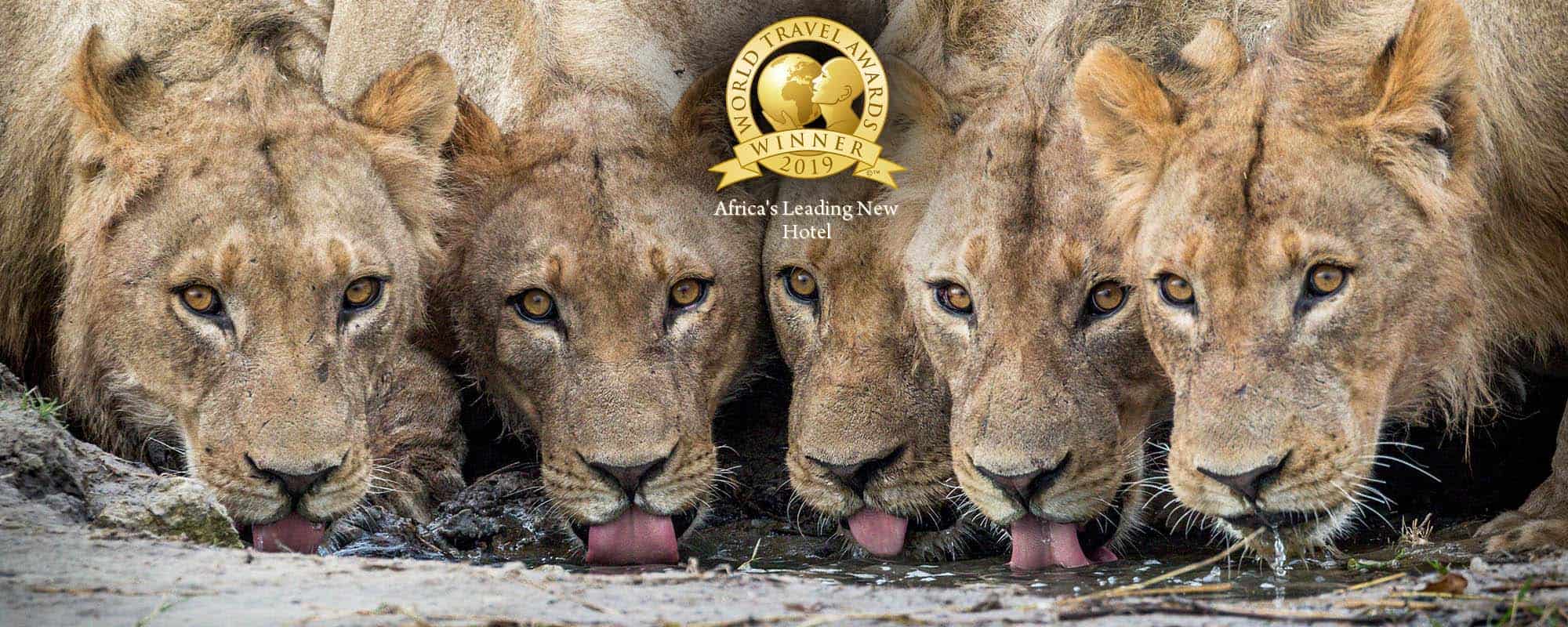 Pangolin Photo Safaris | Photographic Tours in Africa