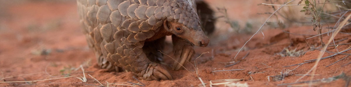 Pangolin Conservation | Pangolin.Africa founding partner