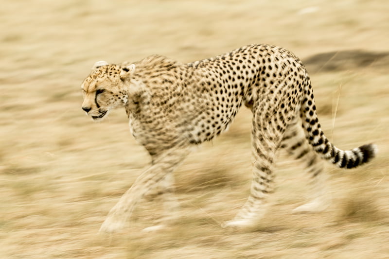 The 5 shutter speeds you need for Wildlife Photography