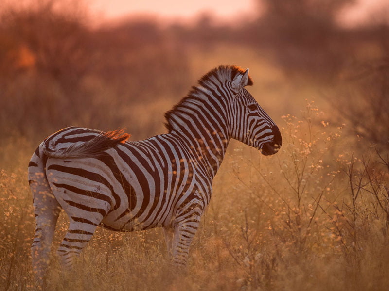 Dinaka in the Central Kalahari | A Pangolin Partner Property