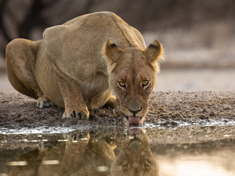 Dinaka in the Central Kalahari | A Pangolin Partner Property