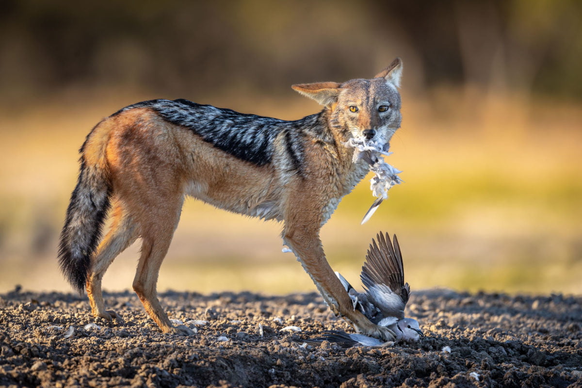 The Central Kalahari | A Guide for Wildlife photographers