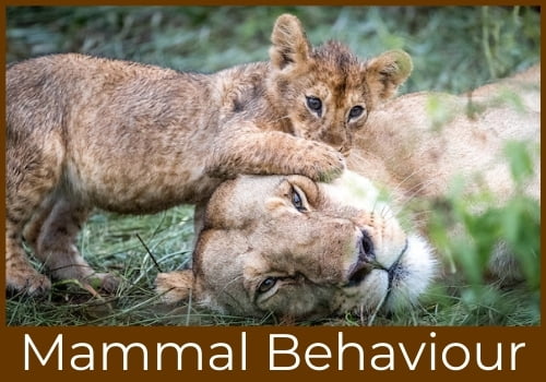 Win a Botswana Photo Safari on The Pangolin Photo Challenge 2021