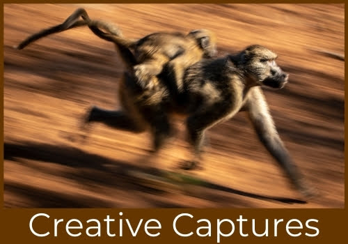 Win a Botswana Photo Safari on The Pangolin Photo Challenge 2021