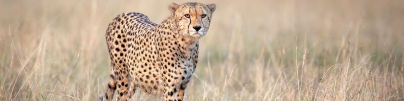 A wildlife photograpy guide to Kenya's Masai Mara Reserve.