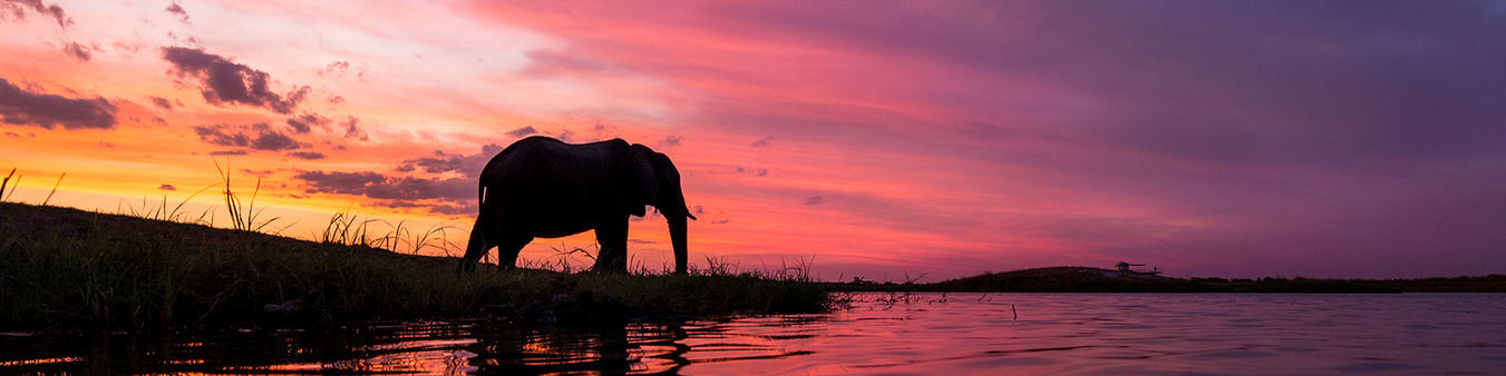 About us | Everything about Pangolin Photo Safaris