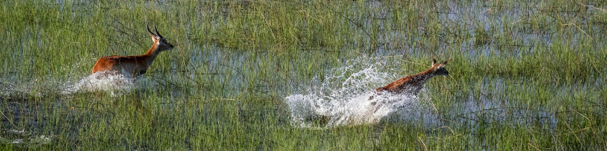 Okavango Delta Photo Tours | Pangolin Photo Safaris