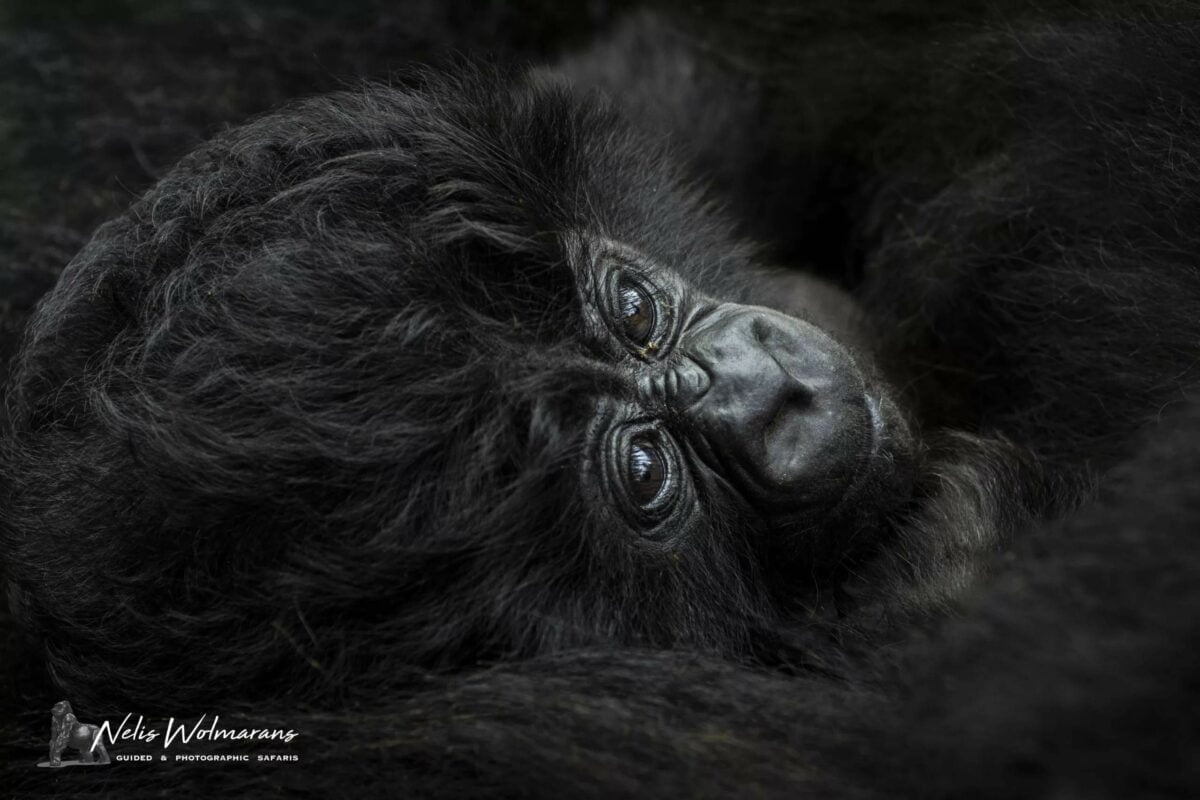 Gorilla Photography Tips - Uganda Gorilla Trekking