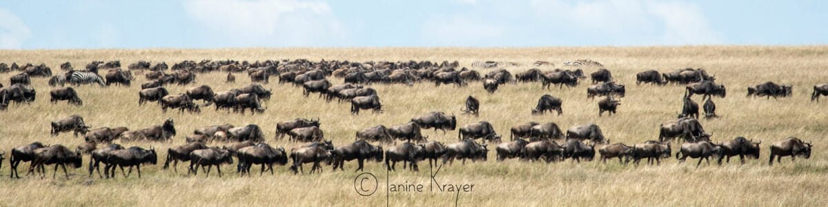 Kenya Photo Safaris with Pangolin Photo Safaris