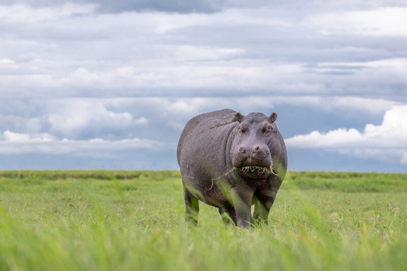 Canon EOS R6 Mark II for wildlife photography - Review