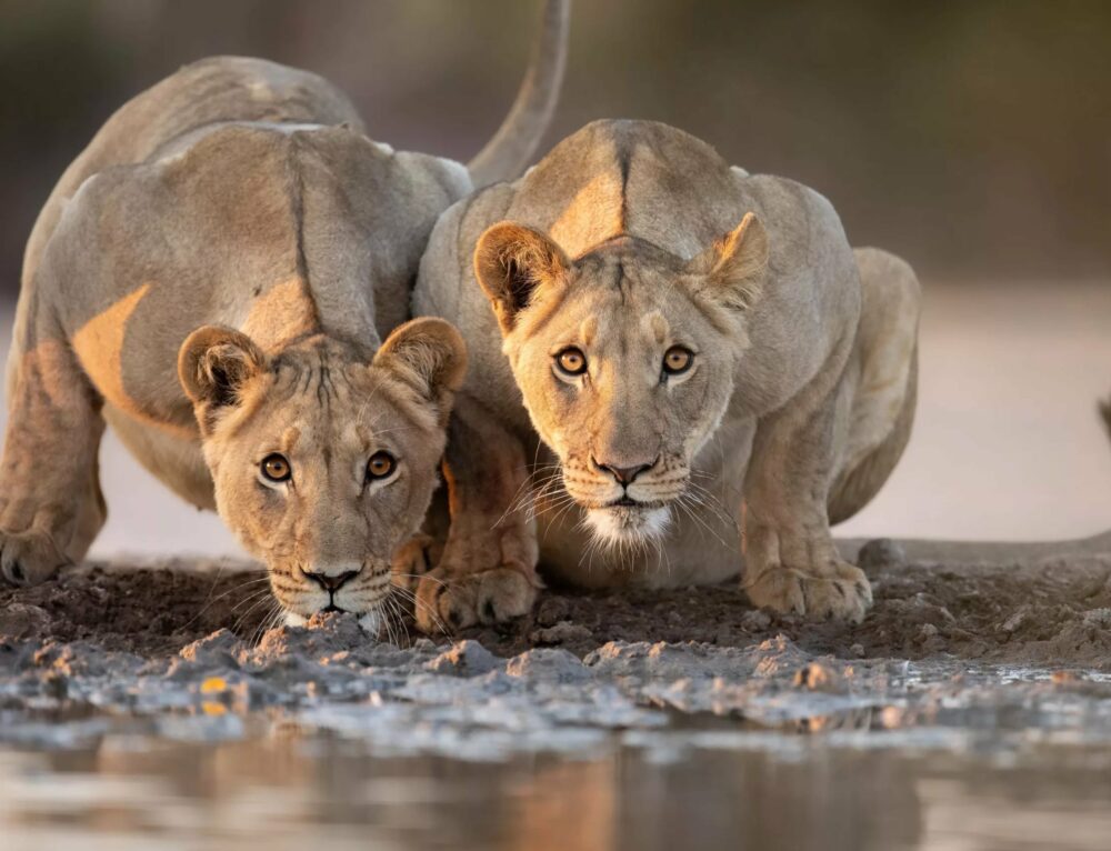 Black and White Photography Tips for Wildlife Photographers