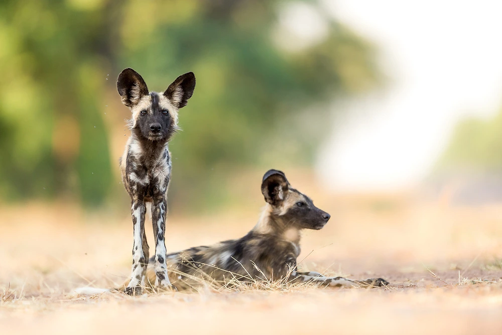 Wild Dogs Photography Tips | Pangolin Photo Safaris