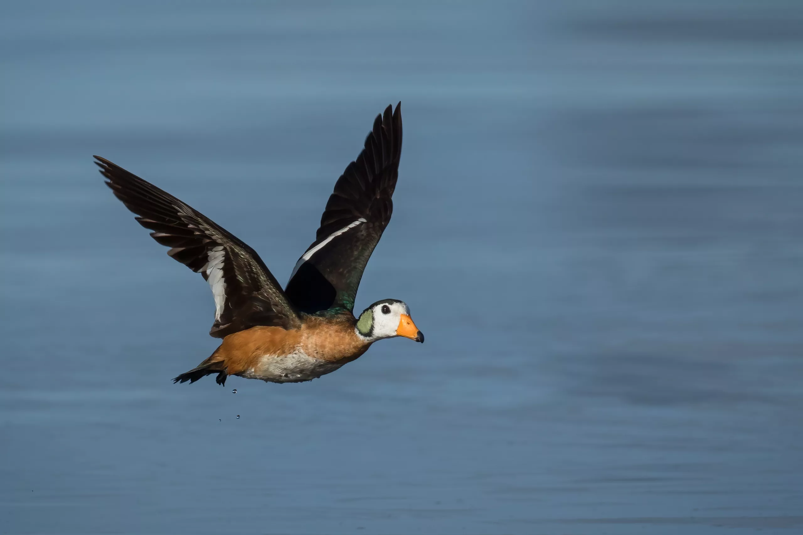 5 Migratory Birds to Photograph in The Chobe - Botswana