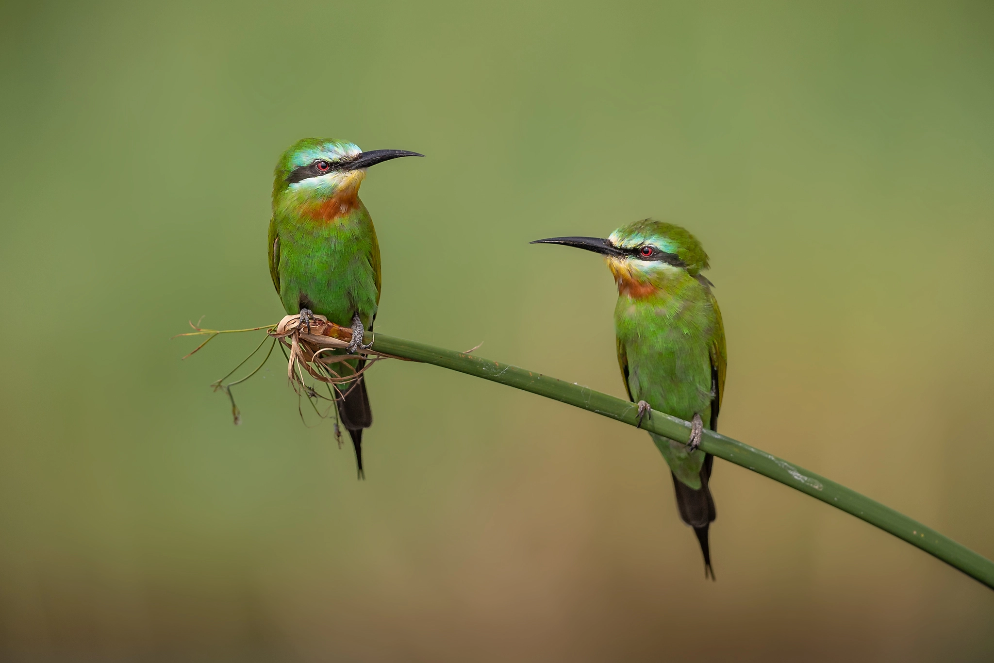 5 Migratory Birds to Photograph in The Chobe - Botswana