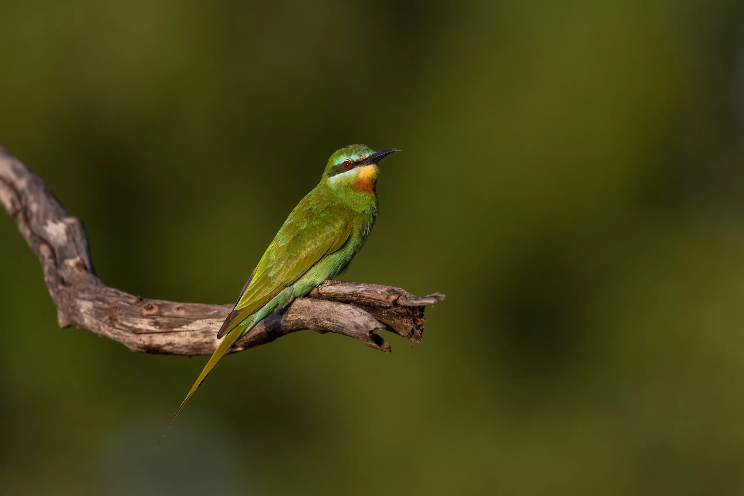 5 Migratory Birds to Photograph in The Chobe - Botswana