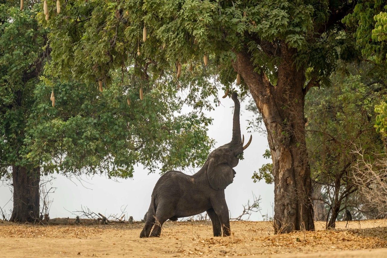 Mana Pools National Park Zimbabwe - A photographic guide