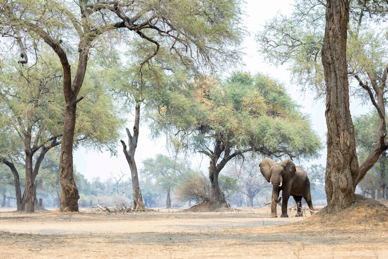 Mana Pools National Park Zimbabwe - A photographic guide