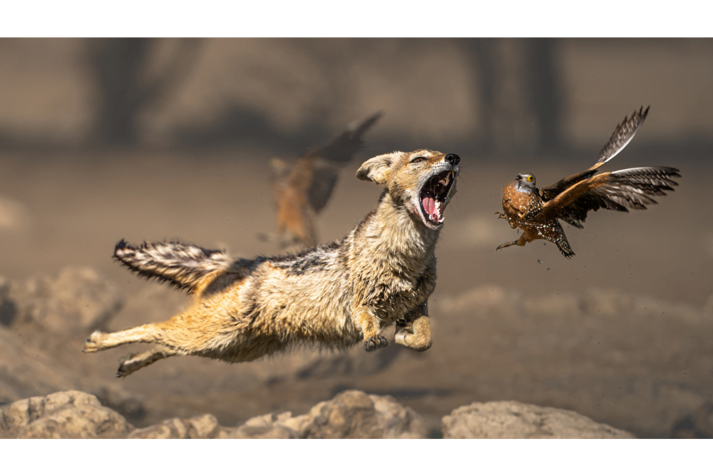 The best images from the Animal Behaviour Challenge 2023