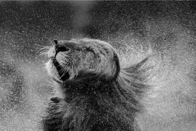The best images from the Monochrome Wildlife Challenge 2023